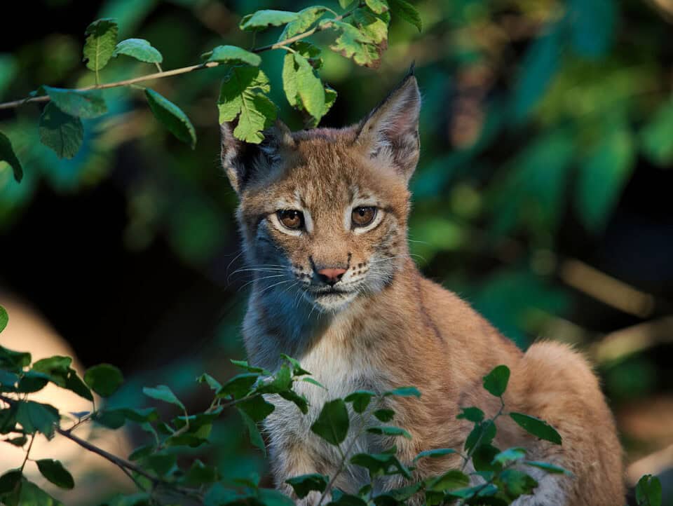 Top 10 Animals and Wildlife in Newfoundland and Labrador - Animals ...
