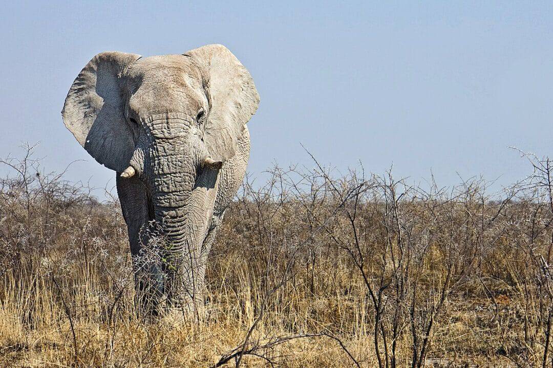 The Best Places to See Elephants in The Wild - Animals Around The Globe