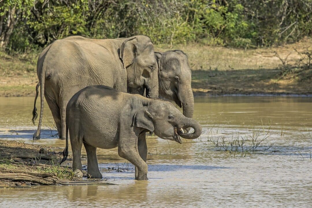 The Best Places to See Elephants in The Wild - Animals Around The Globe