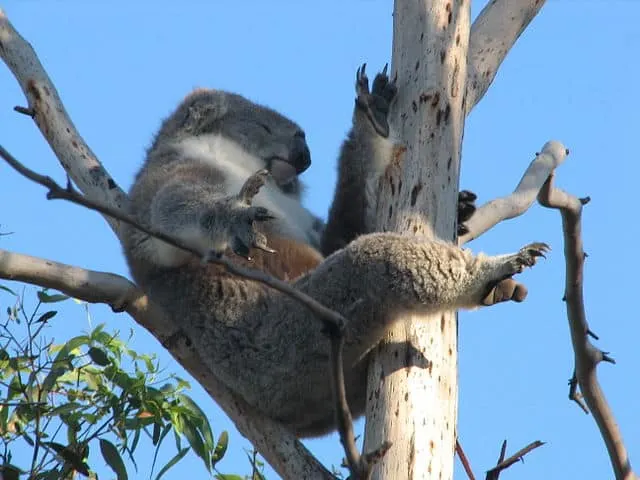 12 Surprising Facts About Wild Koalas You Didn't Know - Animals Around ...