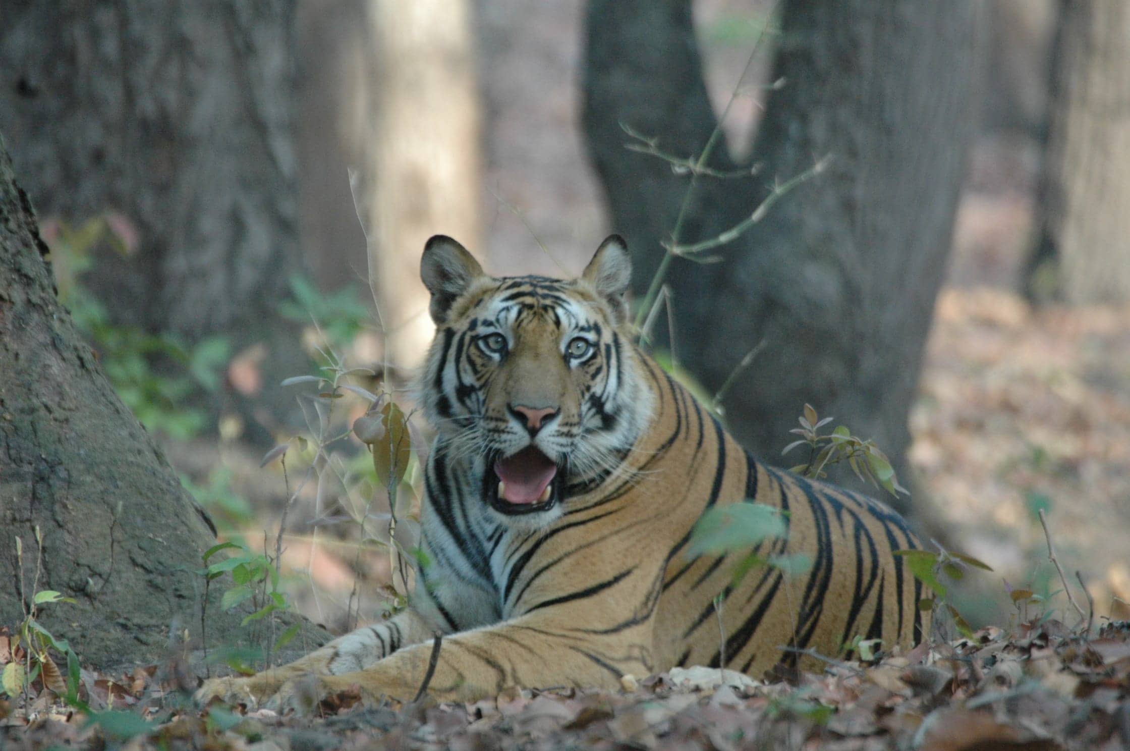 Best Places To See Tigers In the Wild