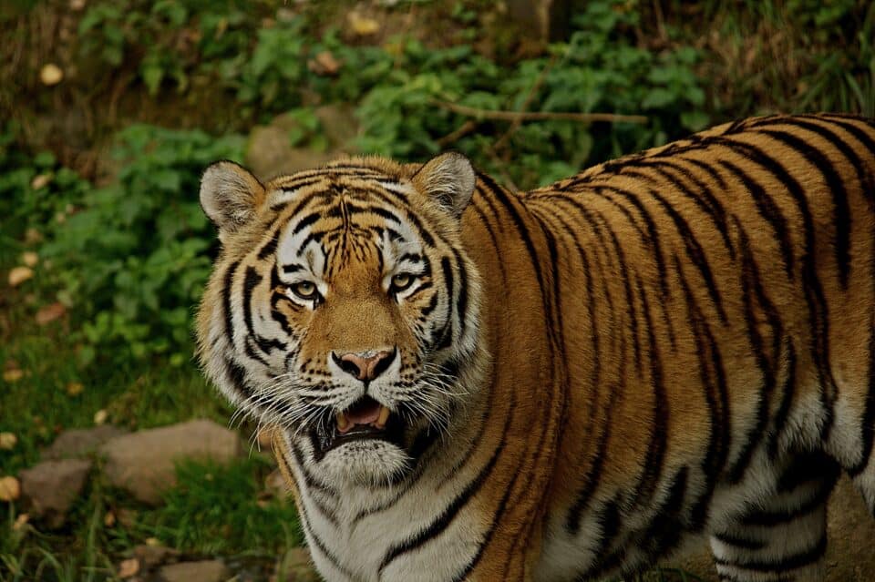 Watch: Wild Siberian Tiger in Russian Far East