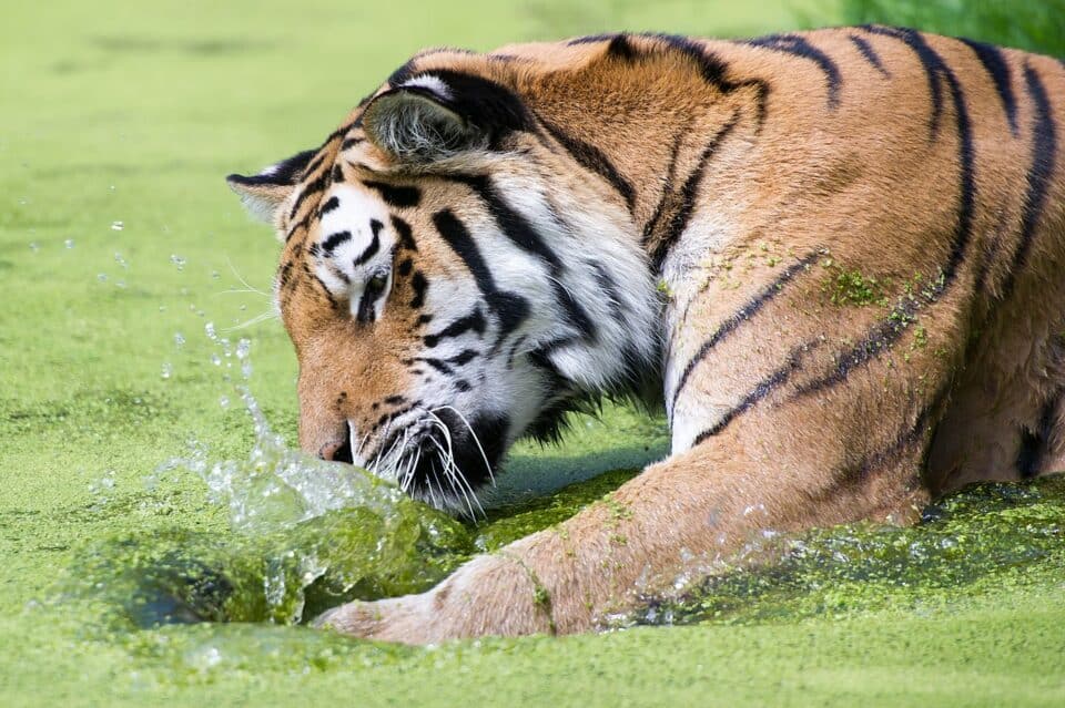 Best Places To See Tigers In the Wild