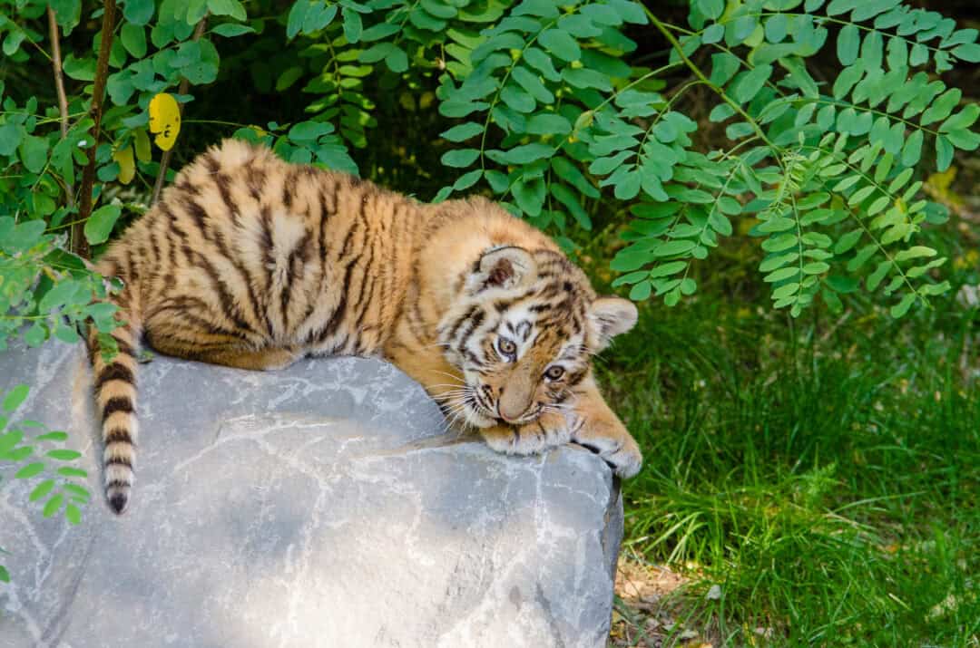How to Survive a Tiger Attack - Animals Around The Globe