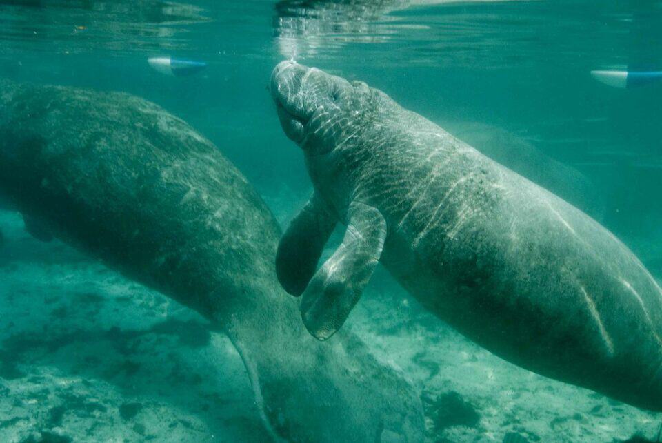 The U.S. River That’s Now Home to a Manatee Migration - Animals Around ...