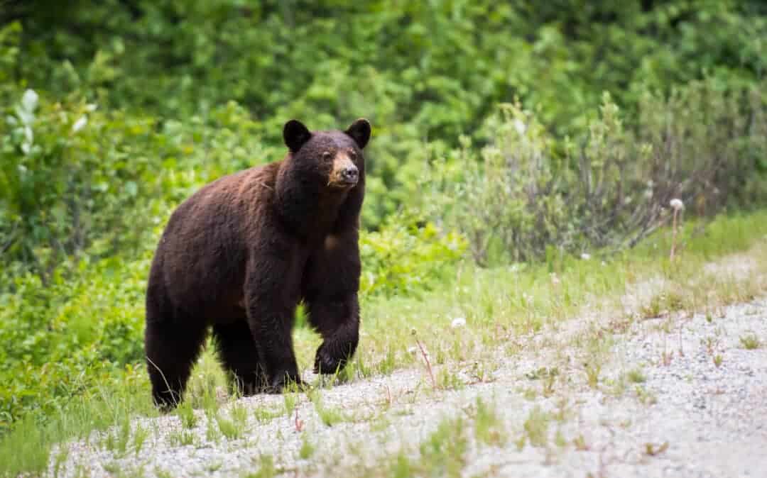 Bears - Animals Around The Globe