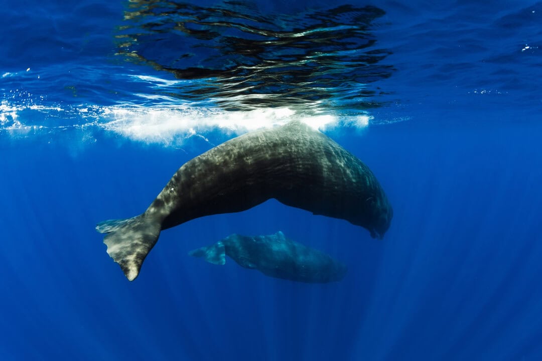 The Deepest-Diving Mammal in the World and How It Holds Its Breath for ...