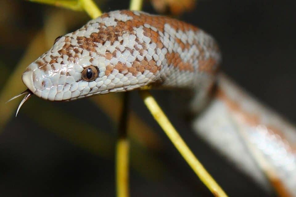 8 Snakes That Are Completely Harmless to Humans