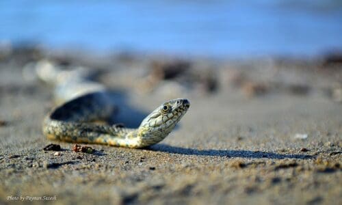 How Sea Snakes Breathe While Living in the Ocean