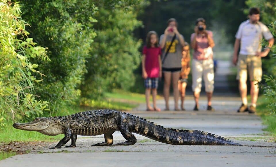 Best Places to See Alligators In The Wild - Animals Around The Globe