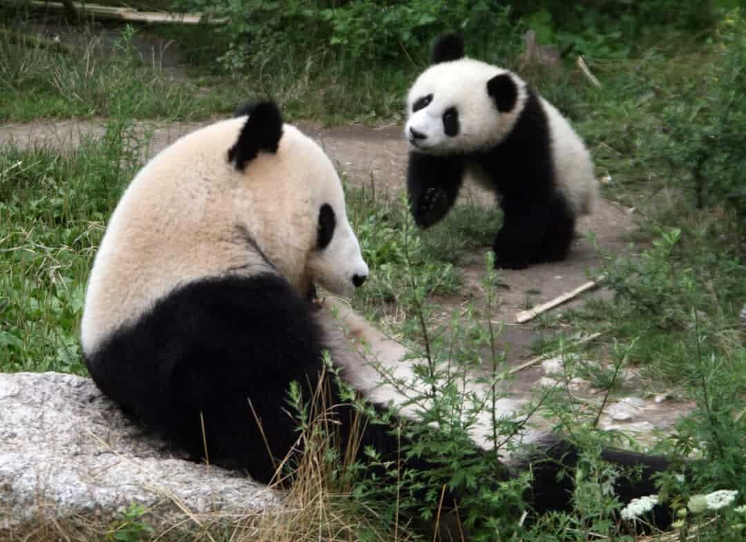 15 Fascinating Facts About Giant Pandas - Animals Around The Globe