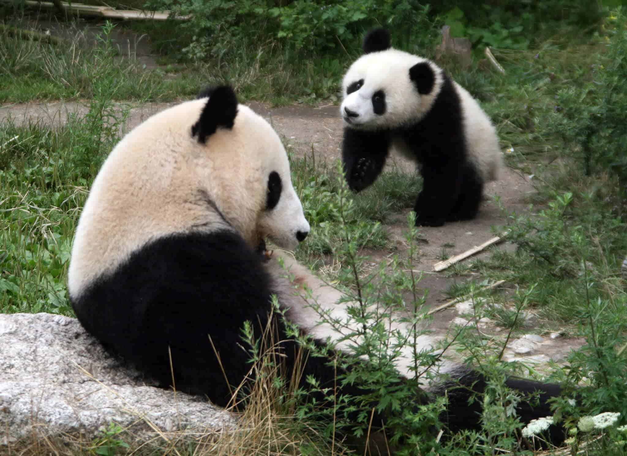 12 Wild Animals That Are Surprisingly Gentle Towards Humans - Animals ...