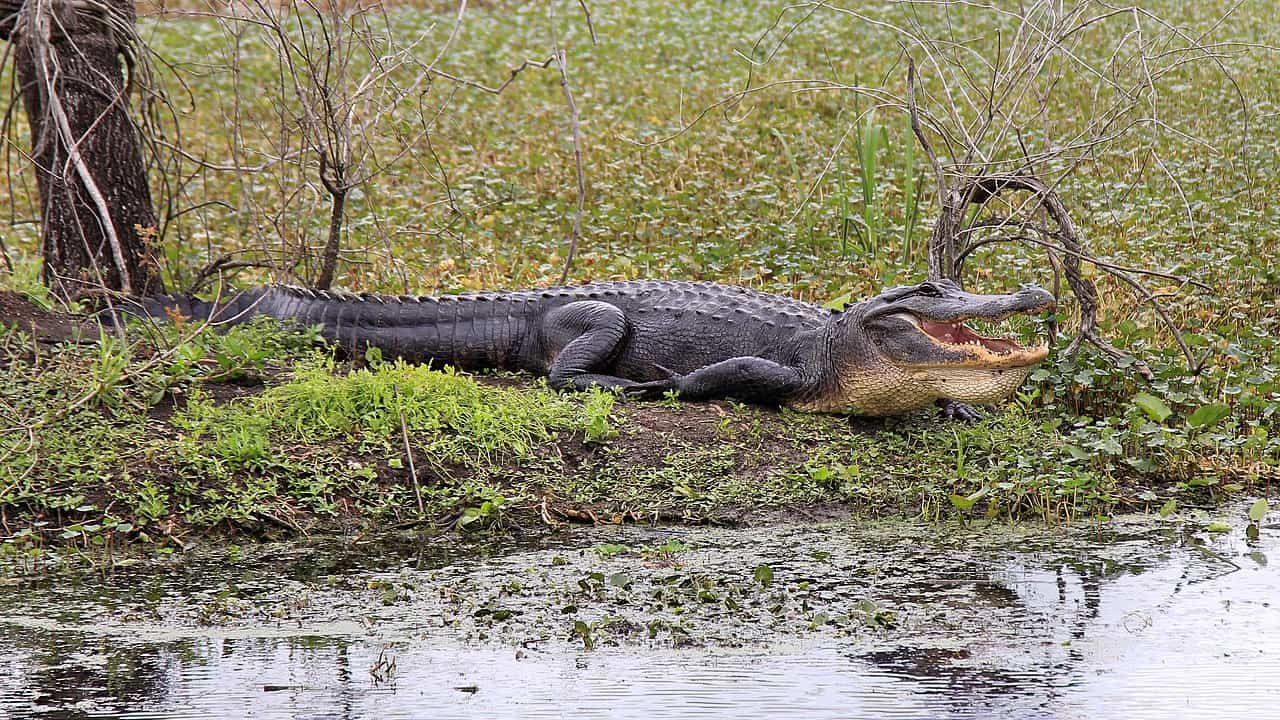 Why Alligators Are Dangerous in the Water - Animals Around The Globe