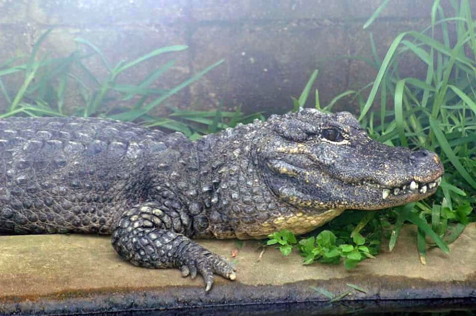 The Greatest Showdown Between an Alligator and a Crocodile - Animals ...