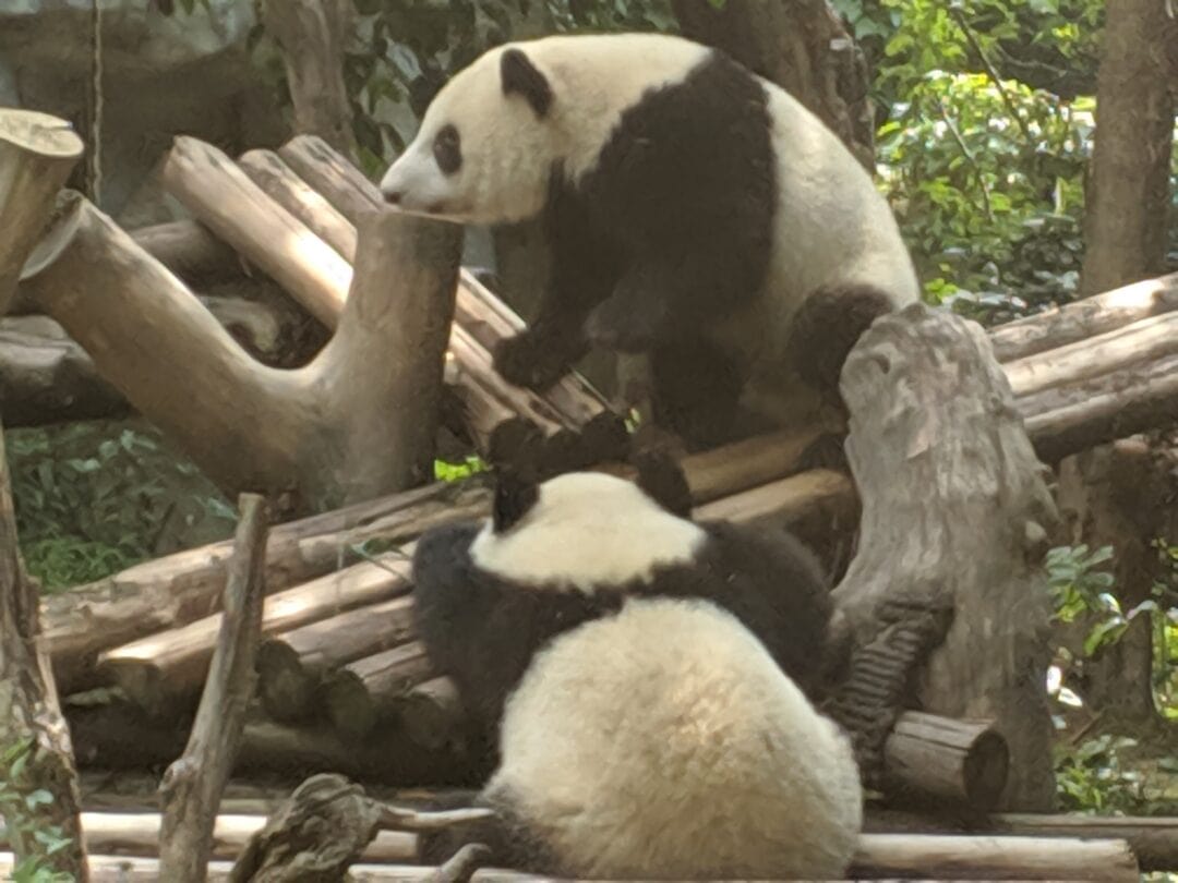 Gifts from China: Giant Pandas Arrive in Washington - Animals Around ...