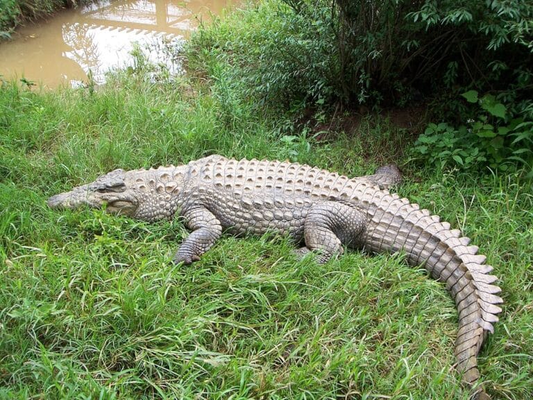 14 Real Life Animals That Inspired Mythical Creatures - Animals Around ...