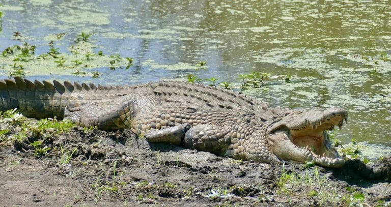 Watch: Ever Seen A Croc Below The Surface? - Animals Around The Globe