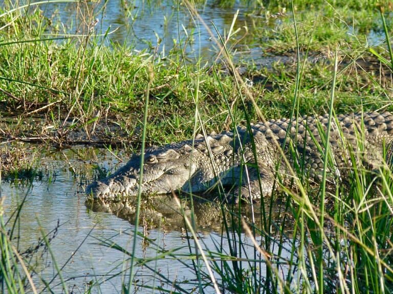 Watch: Ever Seen A Croc Below The Surface? - Animals Around The Globe
