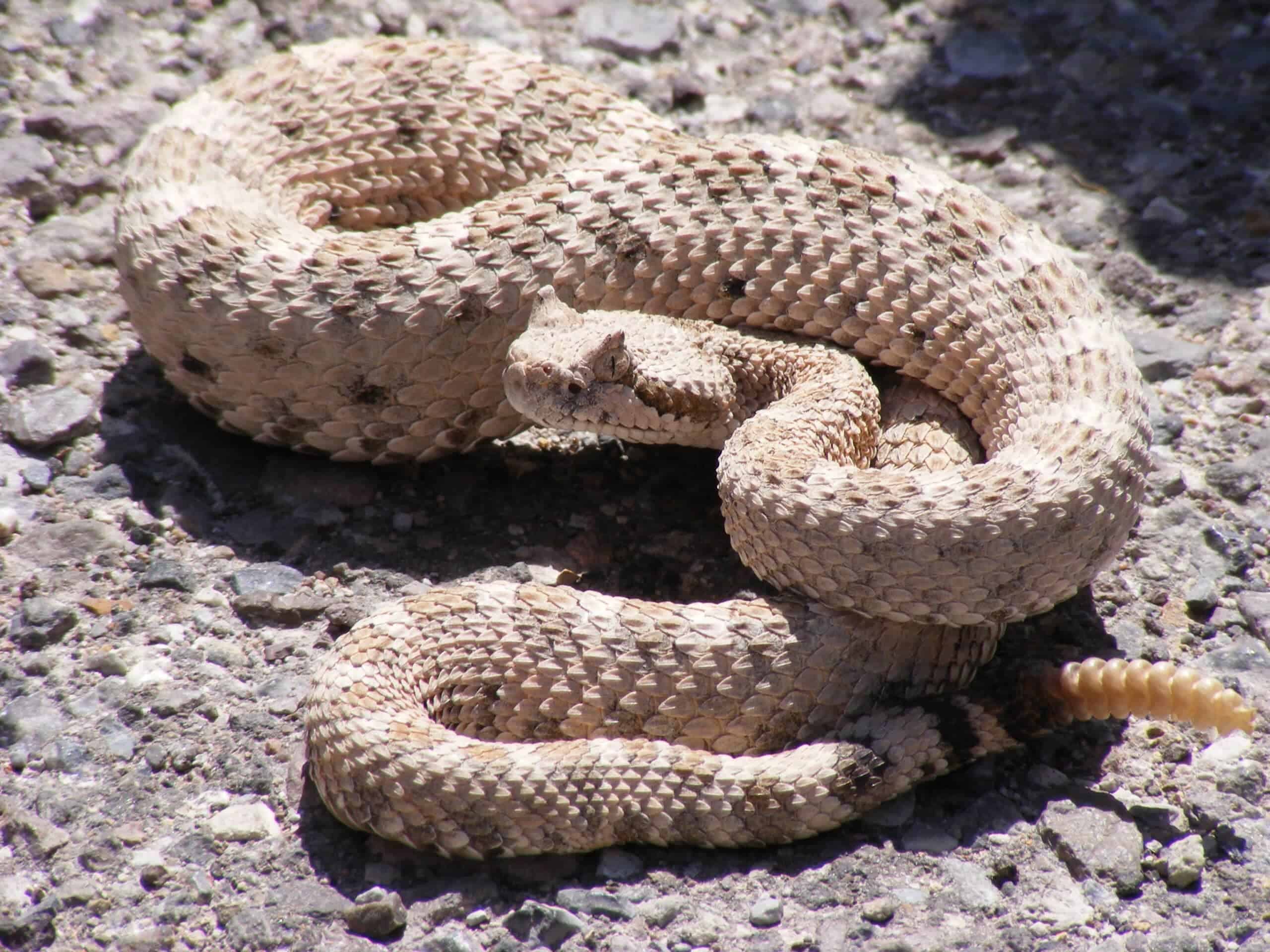 Animals and Wildlife in California - Animals Around The Globe