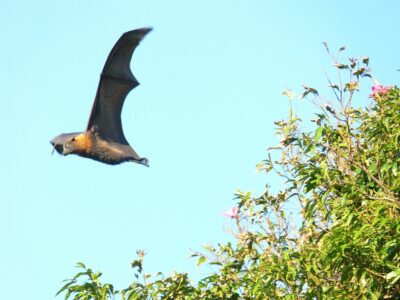 Meet the Giant Golden-Crowned Flying Fox - Animals Around The Globe