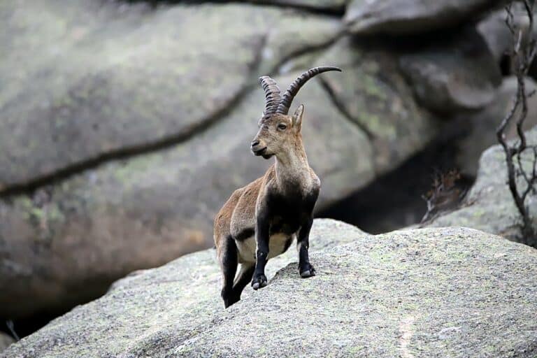 The Legendary Mountaineering Ibex - Animals Around The Globe