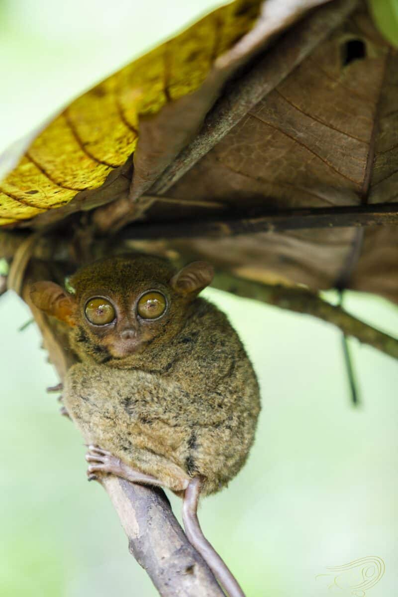 Animals and Wildlife in the Philippines - Animals Around The Globe