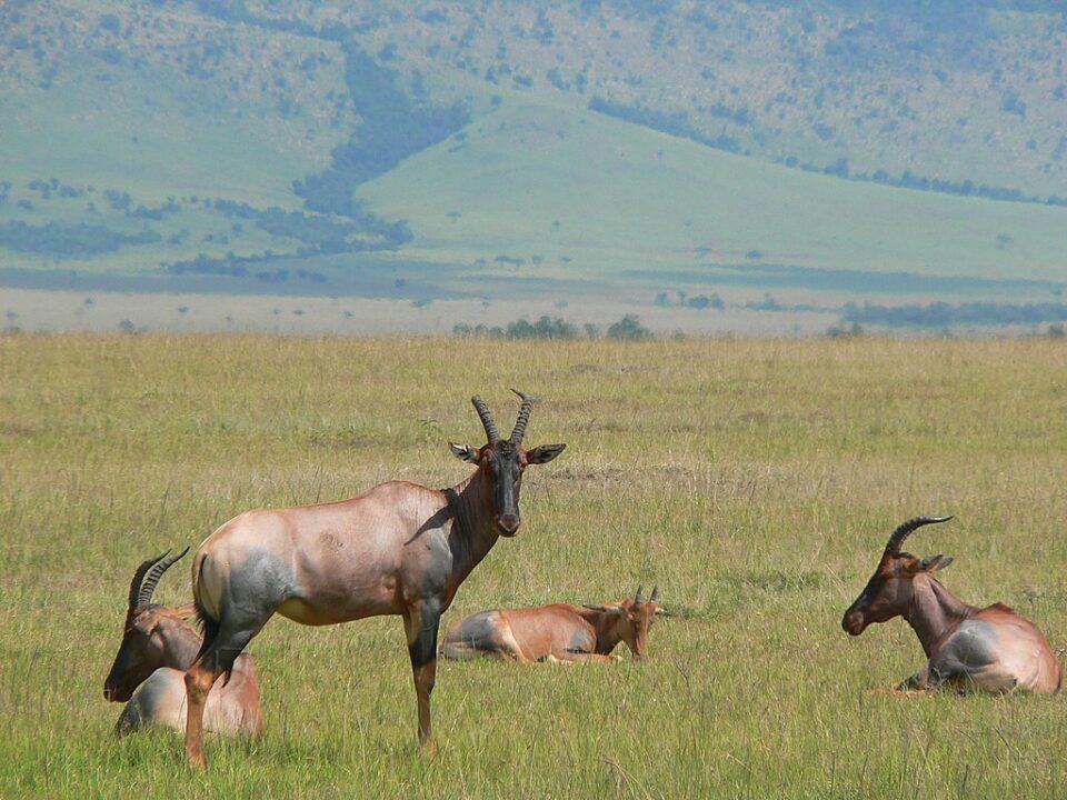 Masai Mara Wildlife