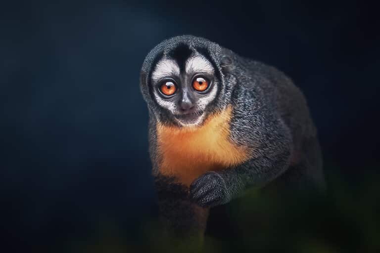 Animals that Start with N - List, Images, Facts