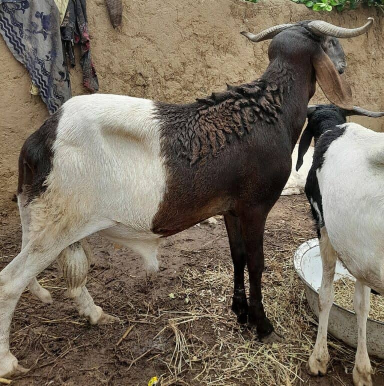 Animals that Start with U - List, Images and Facts