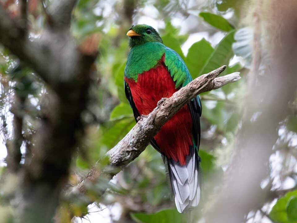 Animals That Start with Q - List, Images and Facts