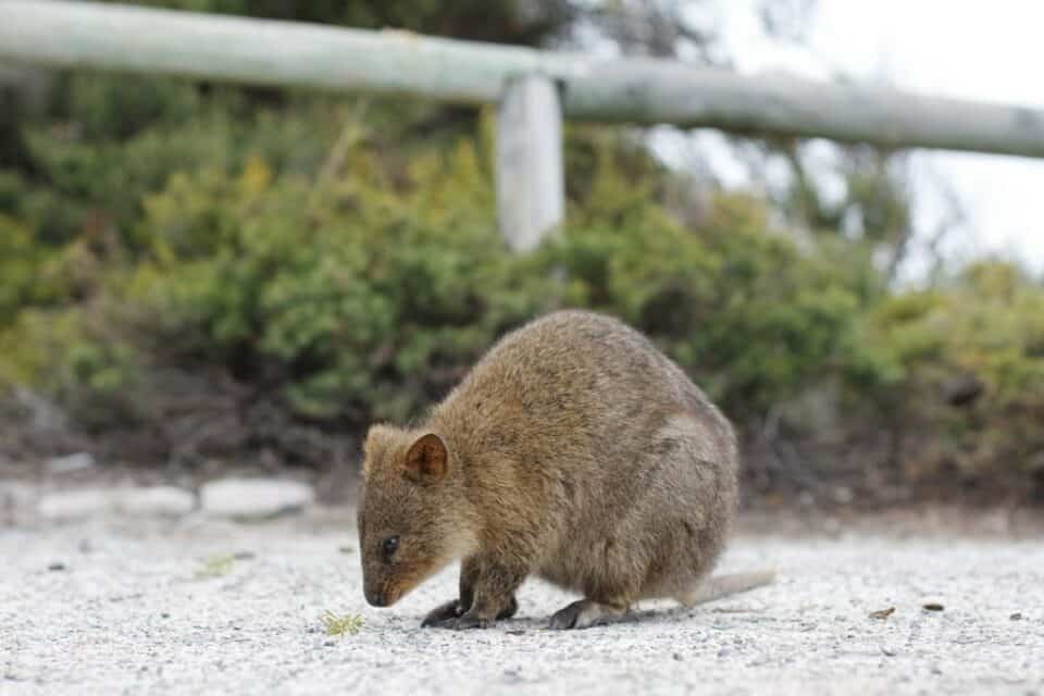 Top 10 Cutest Animals
