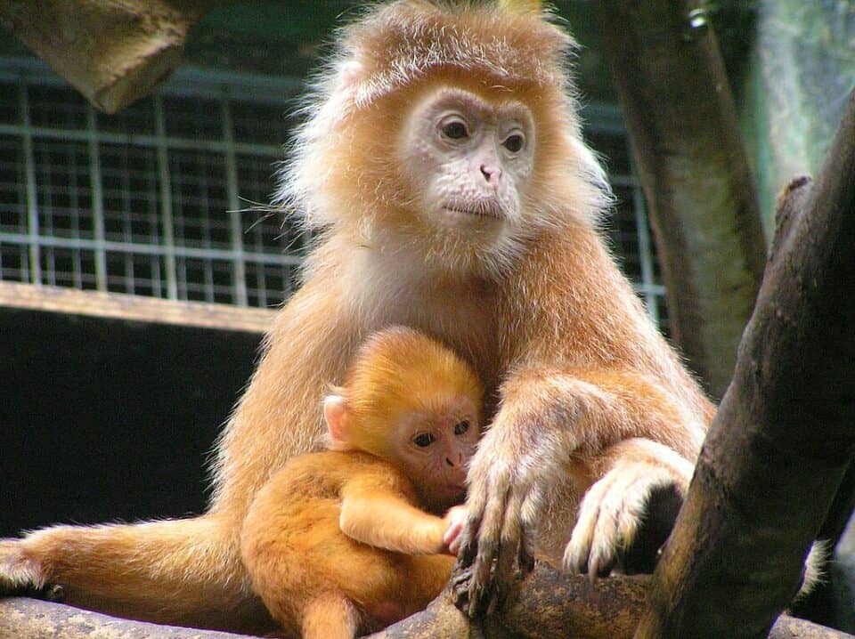 Animals That Start With J - Full List, Images, Facts