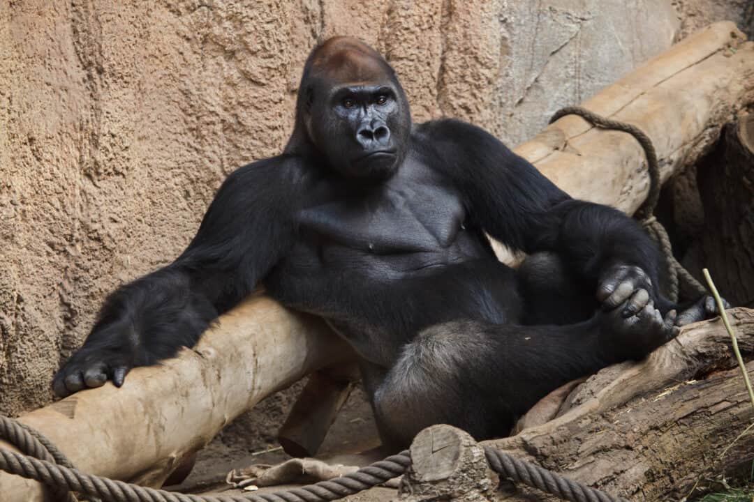 Baby Gorilla Playfully Annoys Dad at Zoo - Animals Around The Globe
