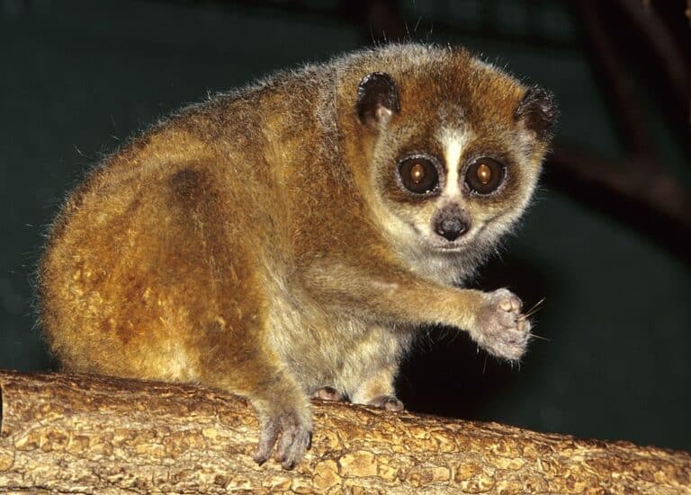 15 Nocturnal Animals You will Only See After Dark - Animals Around The ...