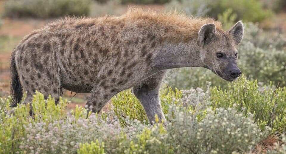 Huge Male Lion Rescues Lioness' Kill from Hyenas' - Animals Around The ...