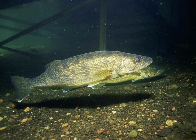Do Fish Feel Pain? What Science Says About Seafood Ethics