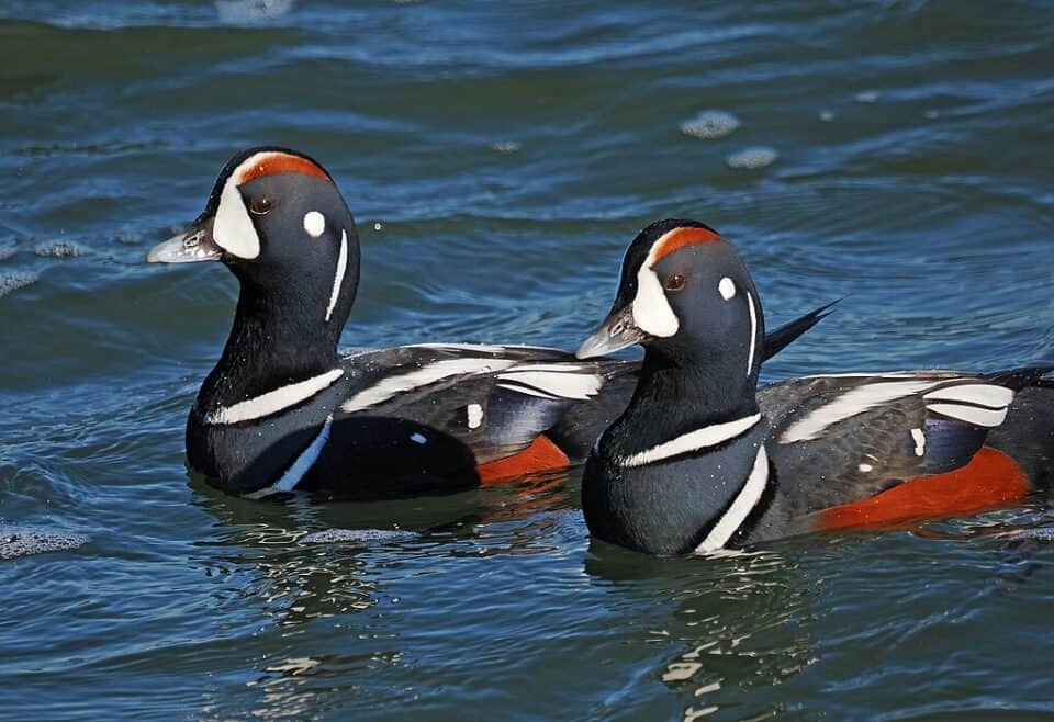 Animals and Wildlife in Nova Scotia - Animals Around The Globe