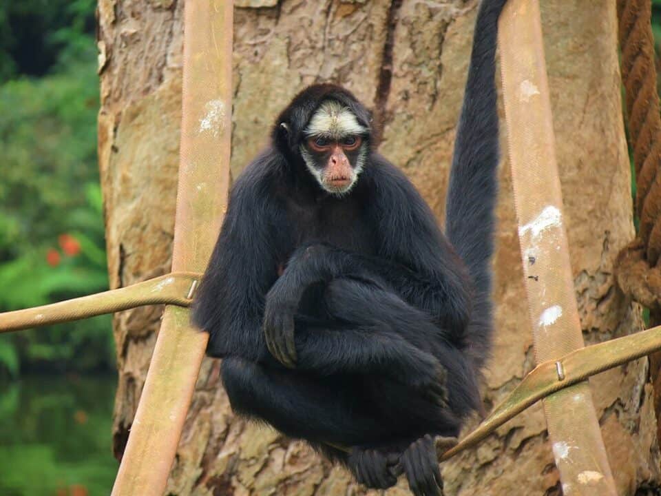 Monkey Shoots Some Hoops with a Melon - Animals Around The Globe