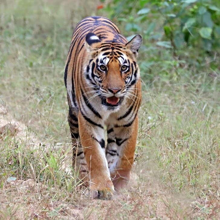 Malayan Tiger on the Brink of Extinction: Alarm as Deaths Rise ...