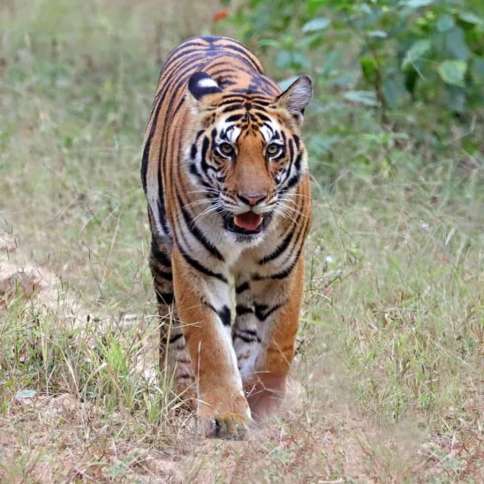 Malayan Tiger on the Brink of Extinction: Alarm as Deaths Rise ...