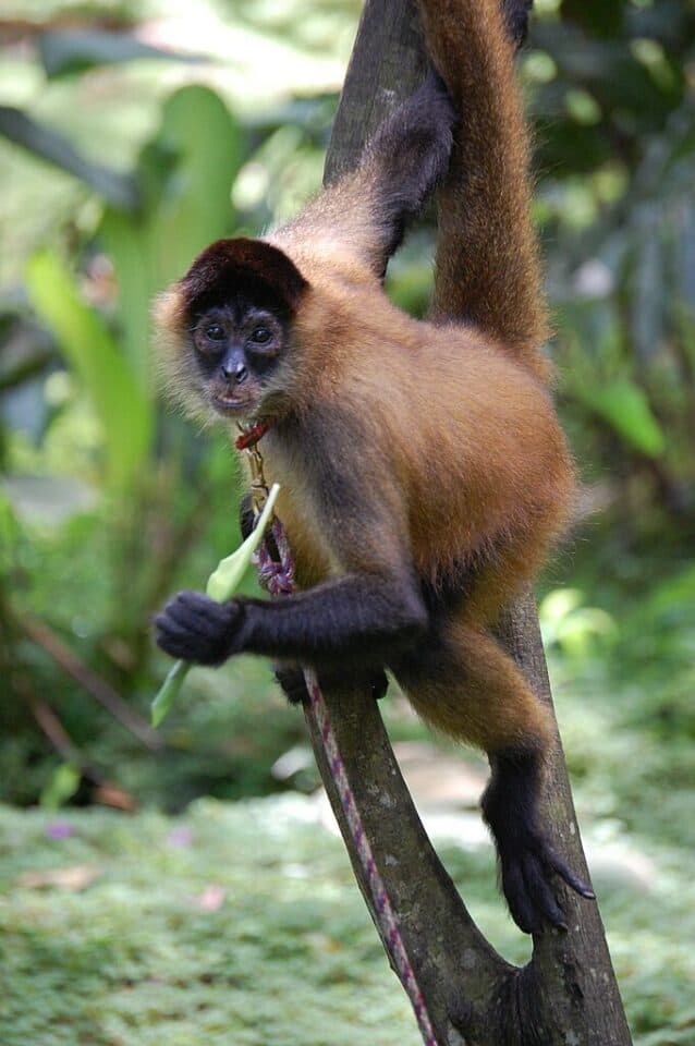 Monkey Shoots Some Hoops with a Melon - Animals Around The Globe