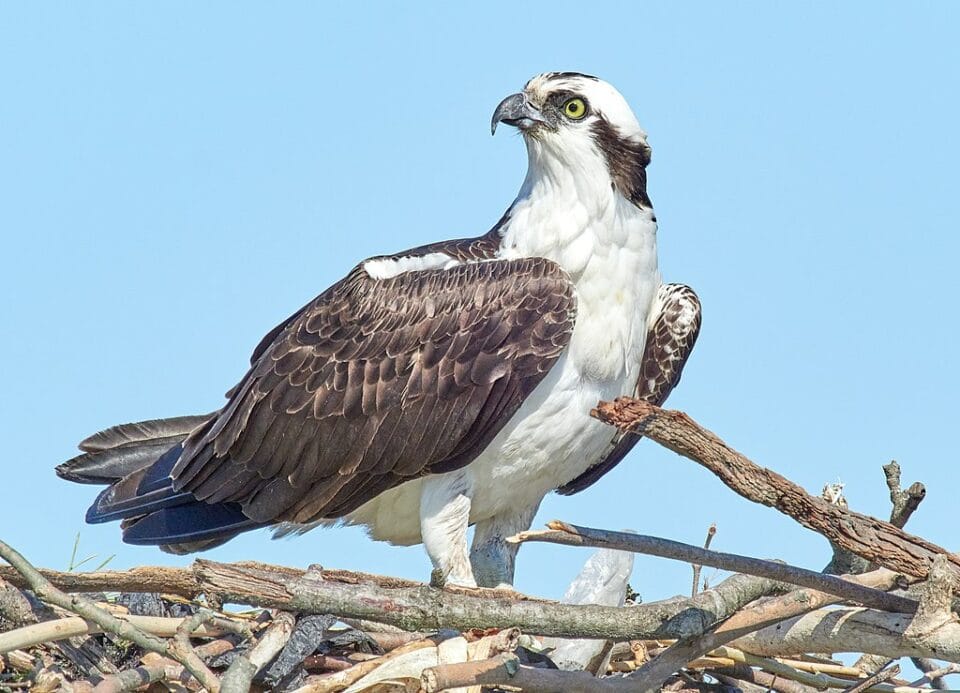 The Truth About How Ospreys Reclaimed America's Rivers