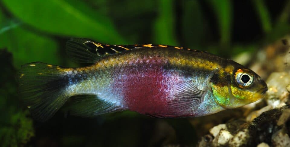 12 Most Colorful Freshwater Fish You Can Own - Animals Around The Globe