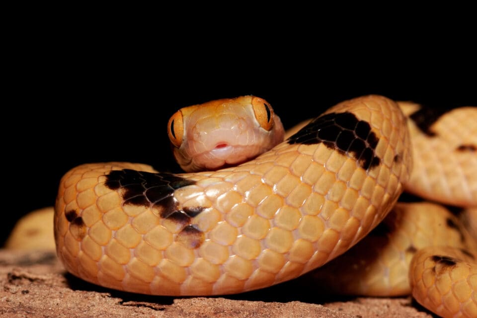 Snakes - Animals Around The Globe