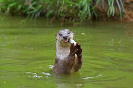 The Unexpected Comeback of River Otters in New York - Animals Around ...