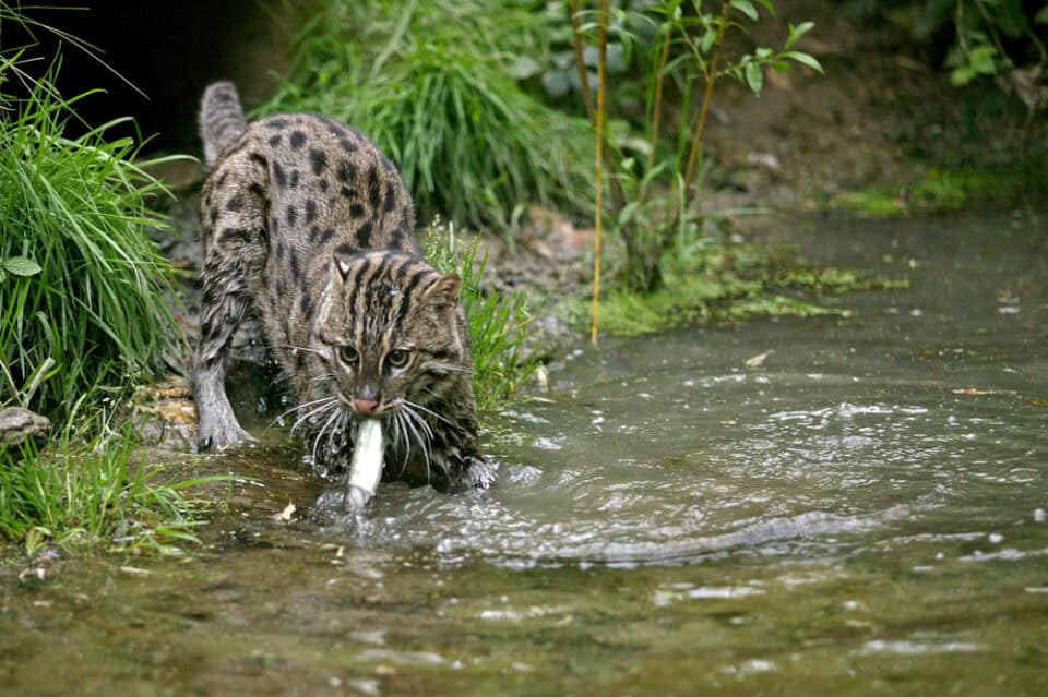 15 Wild Predators That Hunt at Night - Animals Around The Globe