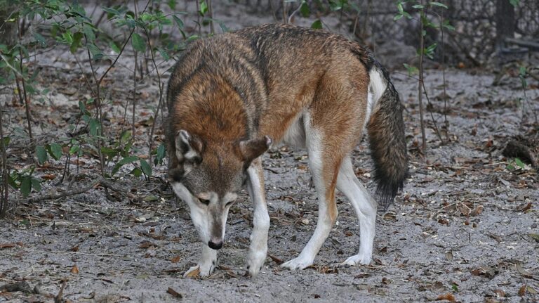 These US States Have Wild Wolves - Animals Around The Globe