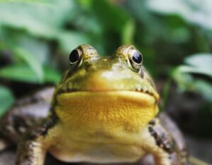 Frog Poop - Animals Around The Globe