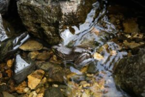 Frog Poop - Animals Around The Globe