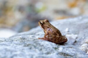 Frog Poop - Animals Around The Globe